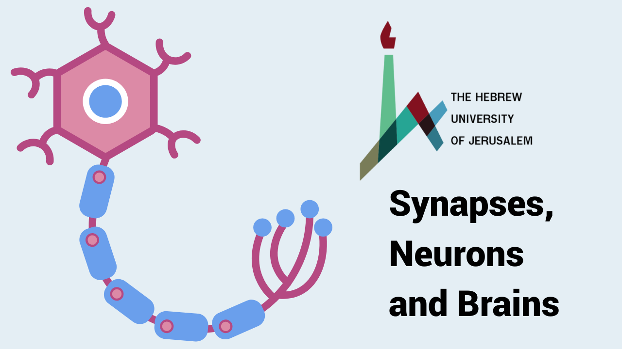 Course: Synapses, Neurons and Brains | RiseUpp