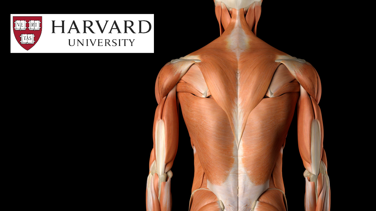 Course: Musculoskeletal Anatomy: Clinical Cases and Injuries | RiseUpp