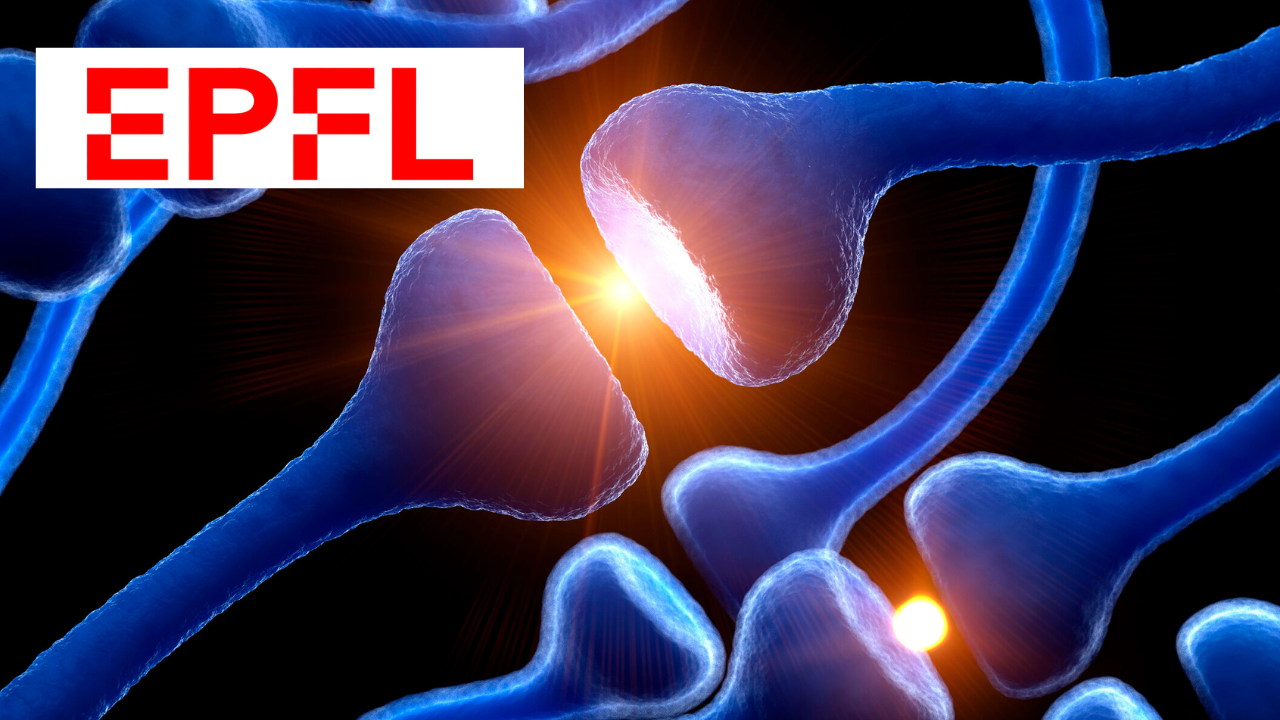 Course: Simulation Neuroscience: Digital Brain Reconstruction | RiseUpp